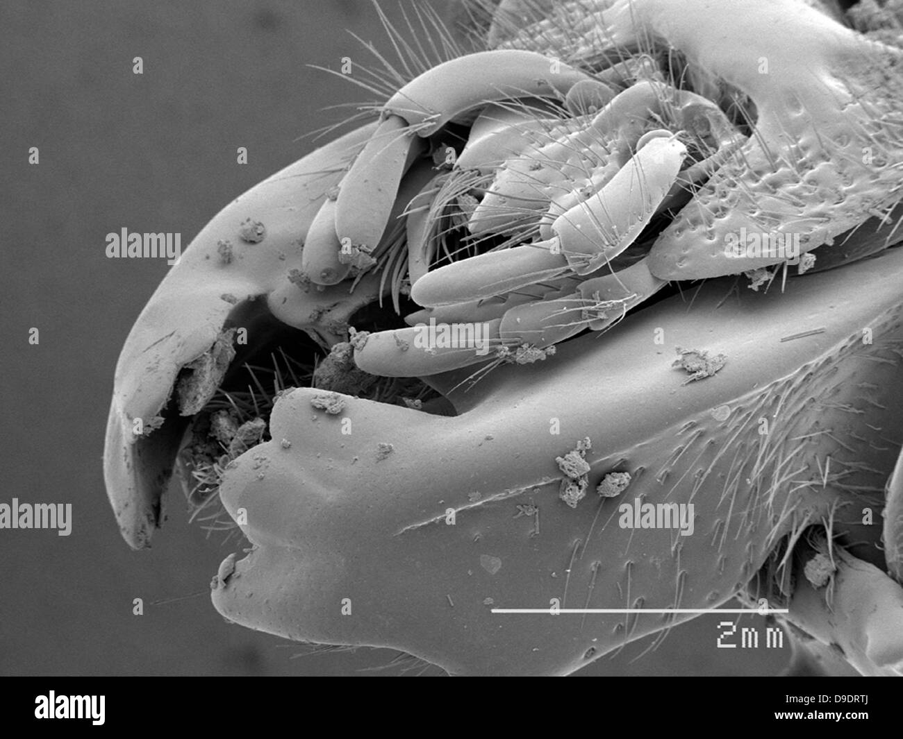 Mouthparts of a Passalidae beetle SEM Stock Photo - Alamy