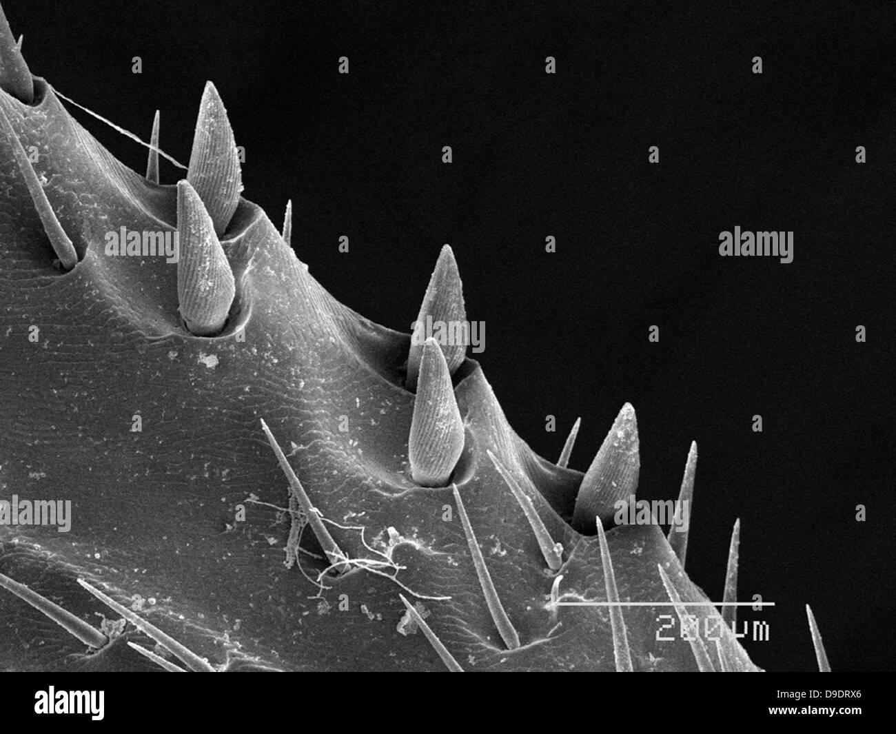 Silphidae hi-res stock photography and images - Alamy