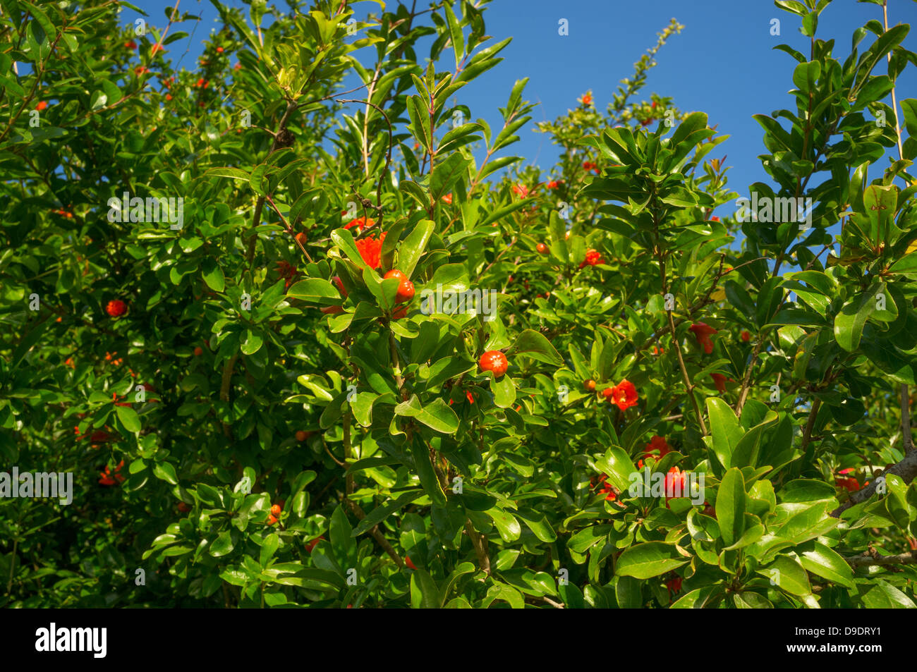 Pomegranate tree flowering hi-res stock photography and images - Alamy