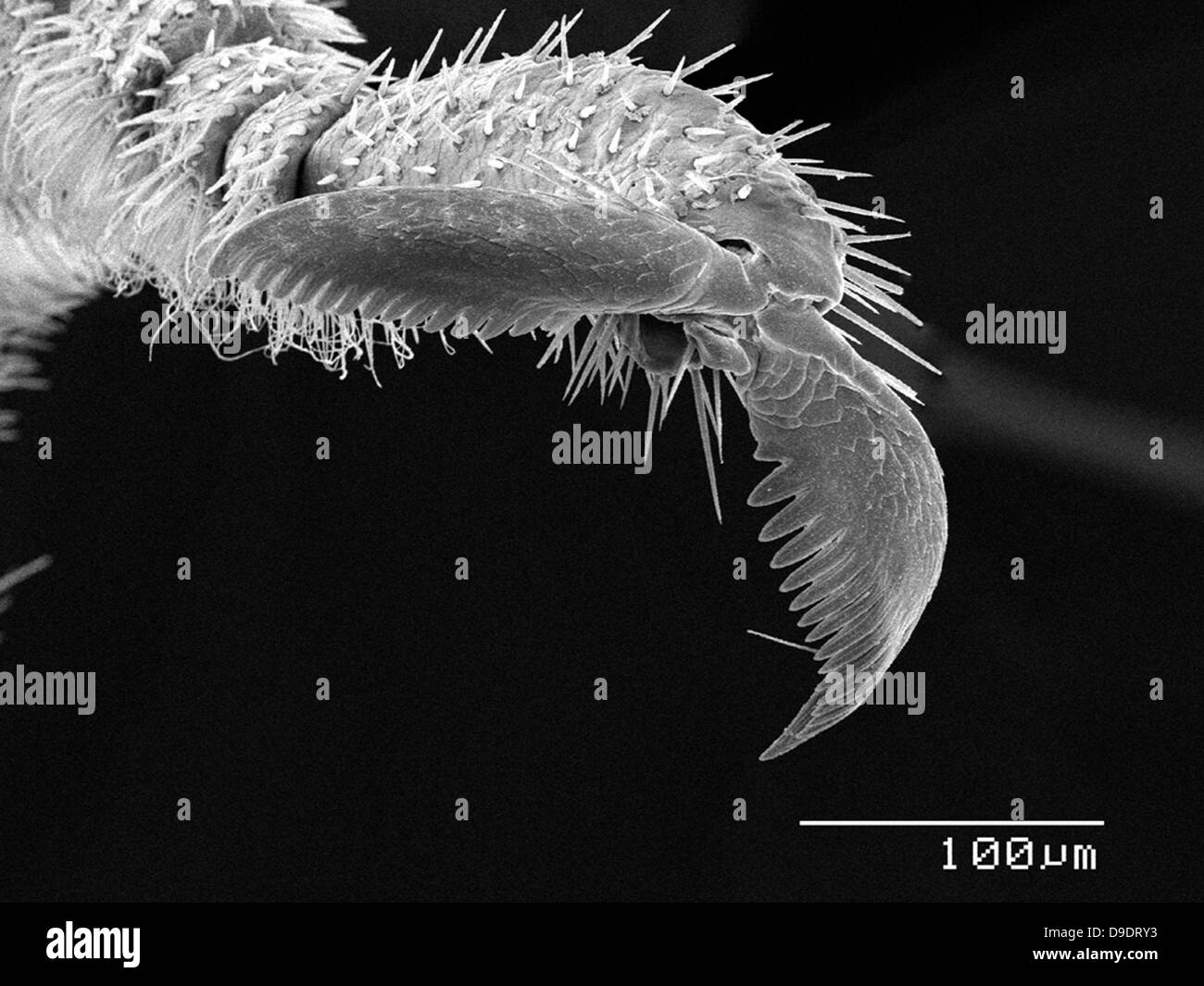 Phengodidae Stock Photos & Phengodidae Stock Images - Alamy