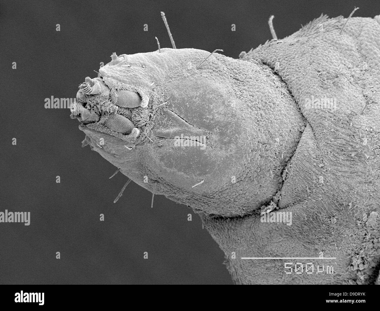 Stratiomyidae hi-res stock photography and images - Alamy