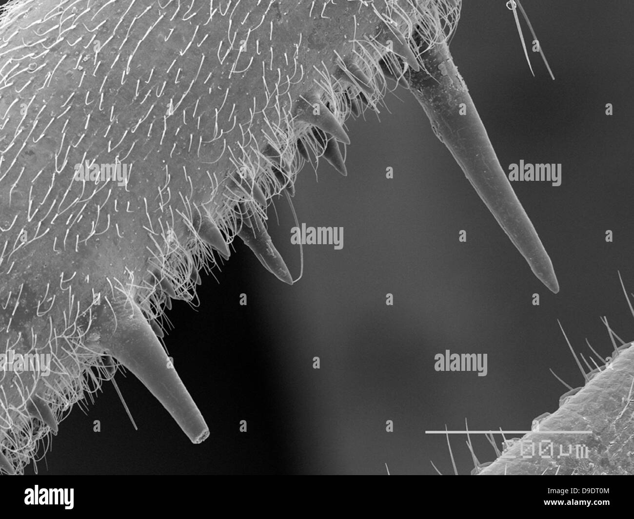 Reduviidae holdfast setae on raptorial leg SEM Stock Photo - Alamy