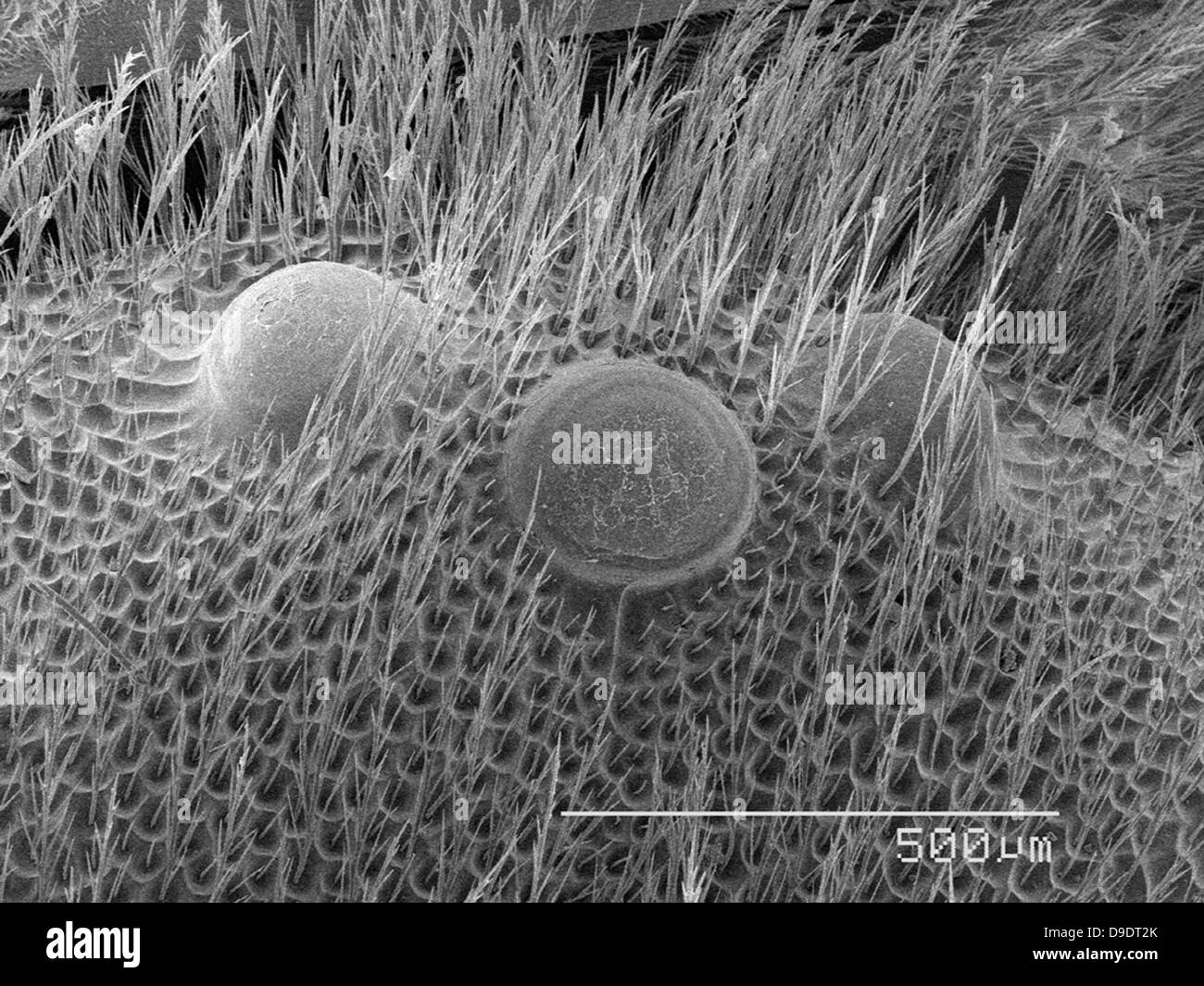 Bee close up microscope Black and White Stock Photos & Images - Alamy