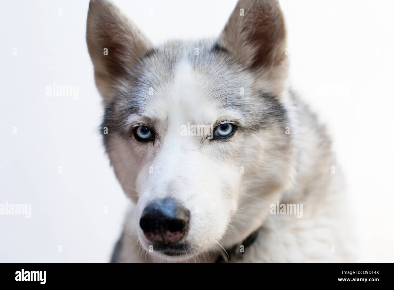 Portrait of a siberian husky Stock Photo - Alamy