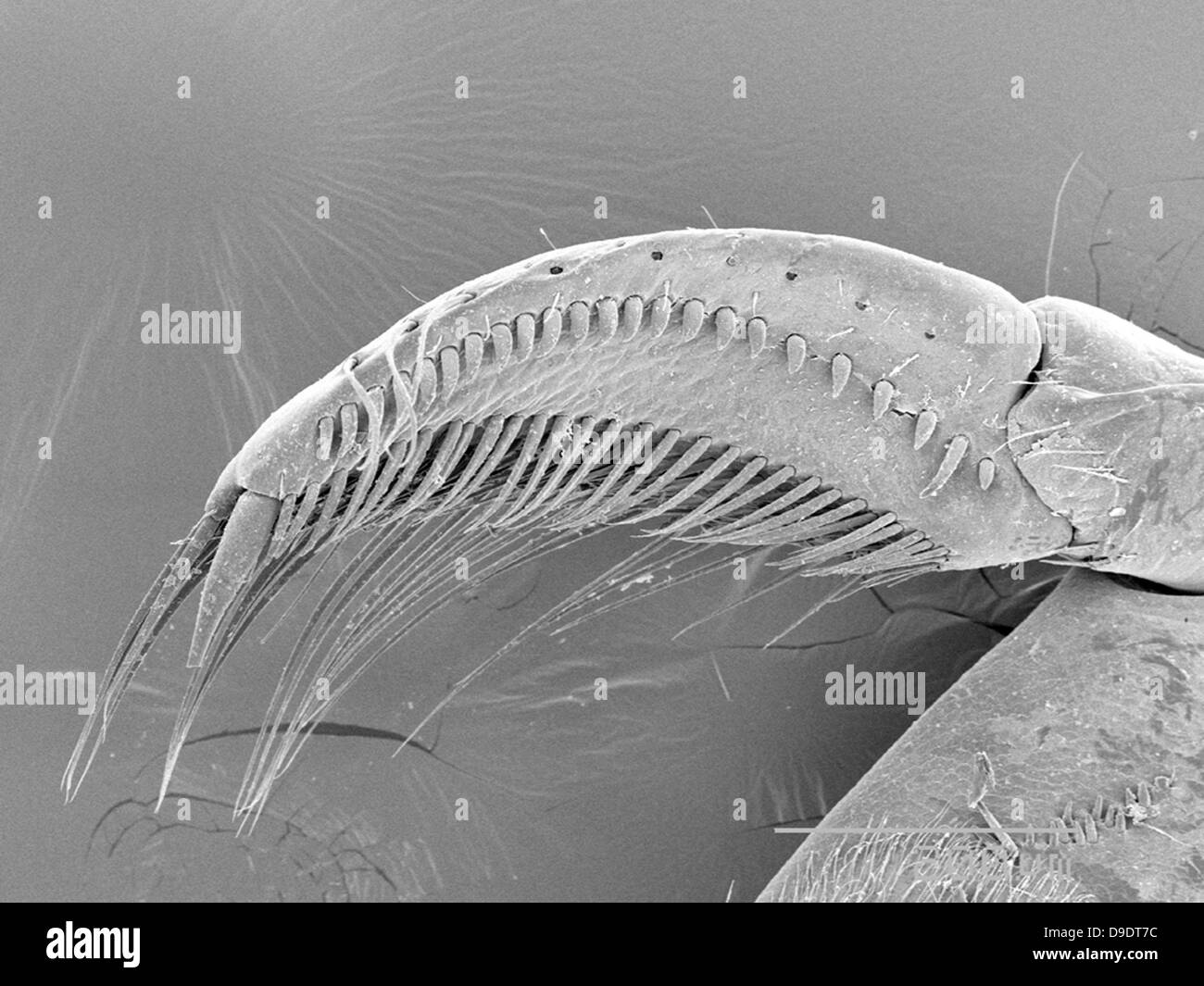 Whirligig beetle hi-res stock photography and images - Alamy