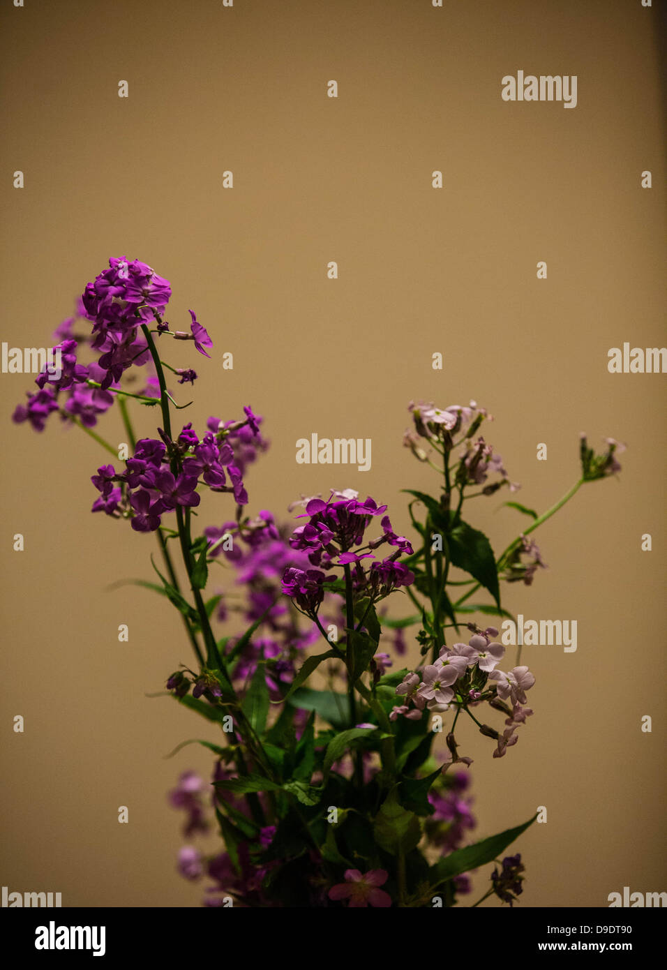 Purple basic hi-res stock photography and images - Alamy
