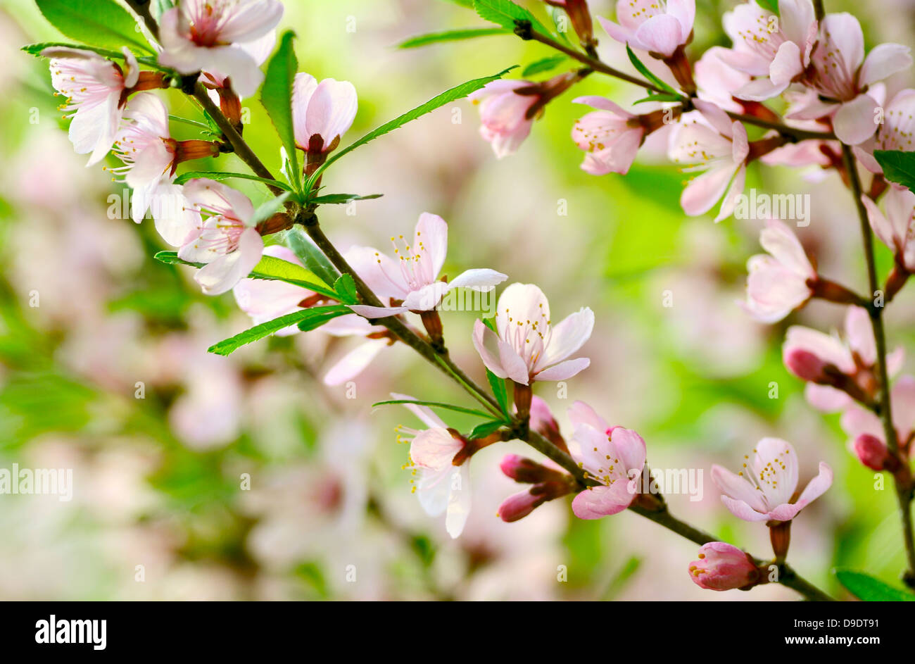 White cherry blossoms buds hi-res stock photography and images - Alamy
