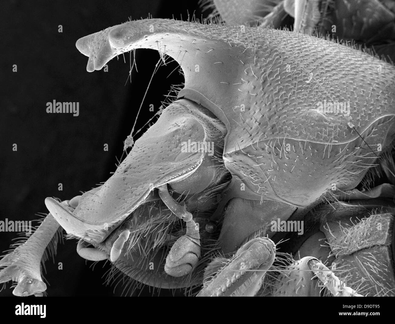 Beetle head hi-res stock photography and images - Alamy