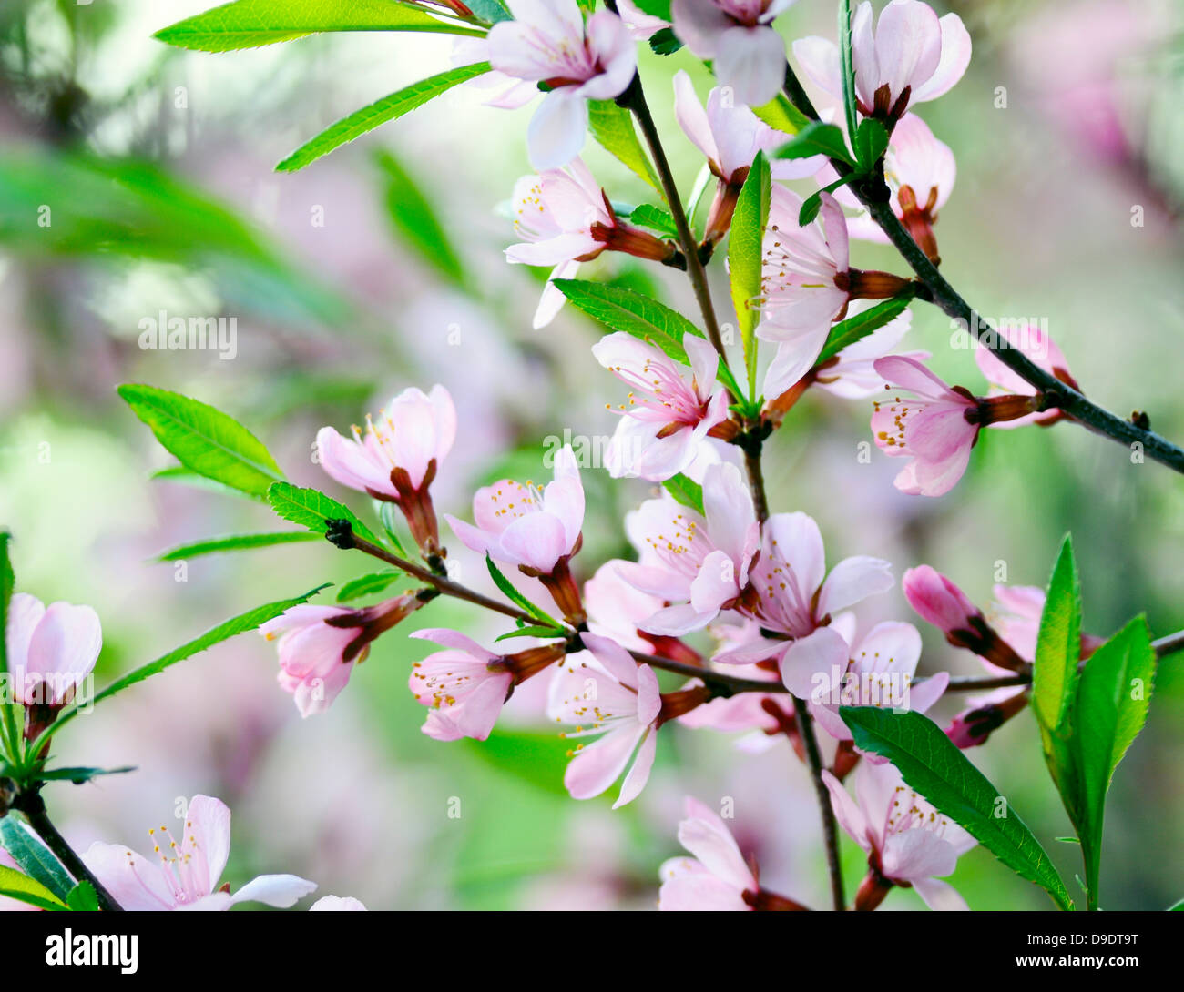 Spring season - pink flowers of cherry Stock Photo - Alamy