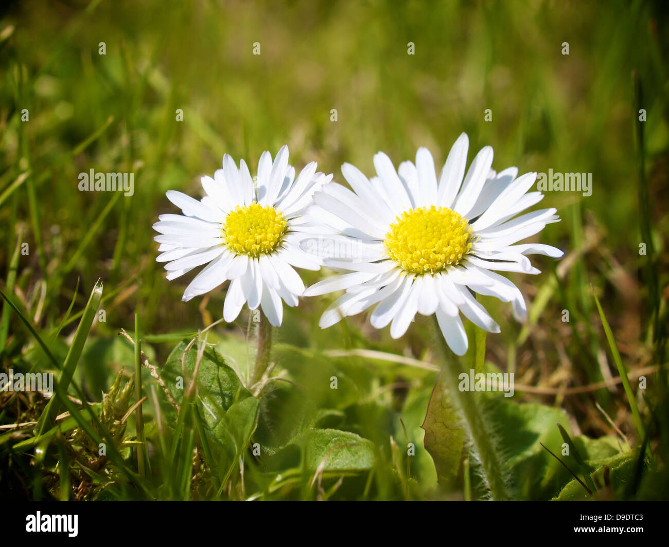 Pair of garden Daisy's Daisy on green grass lawn Stock Photo - Alamy