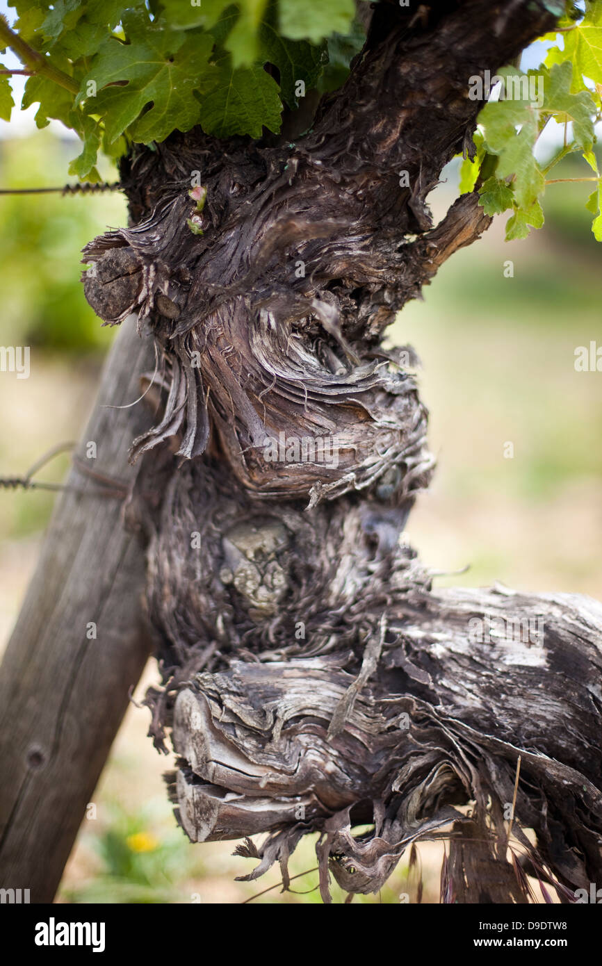 Trunk agriculture hi-res stock photography and images - Alamy