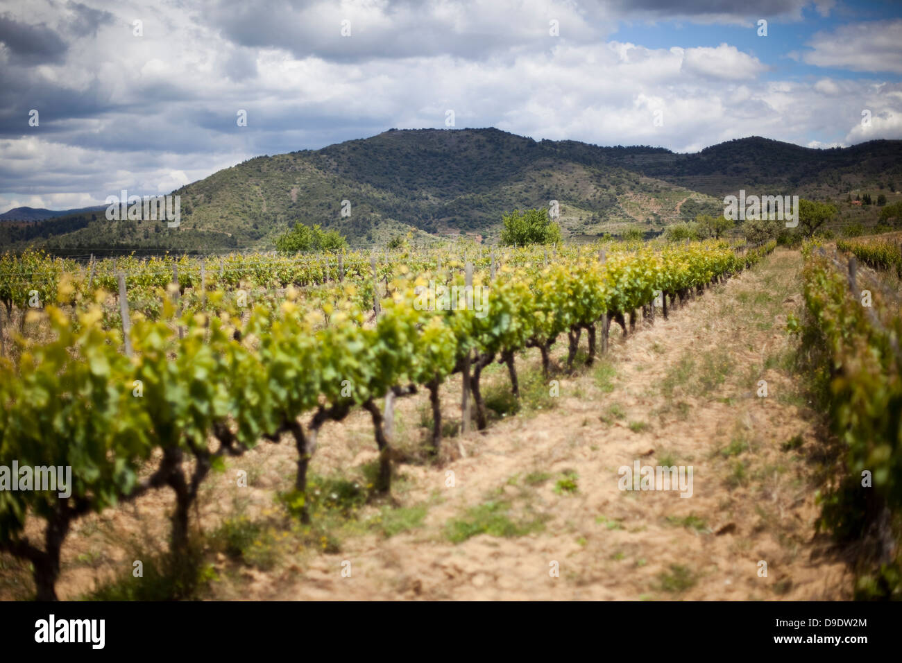 Vineyard priorat wine agriculture hi-res stock photography and images ...