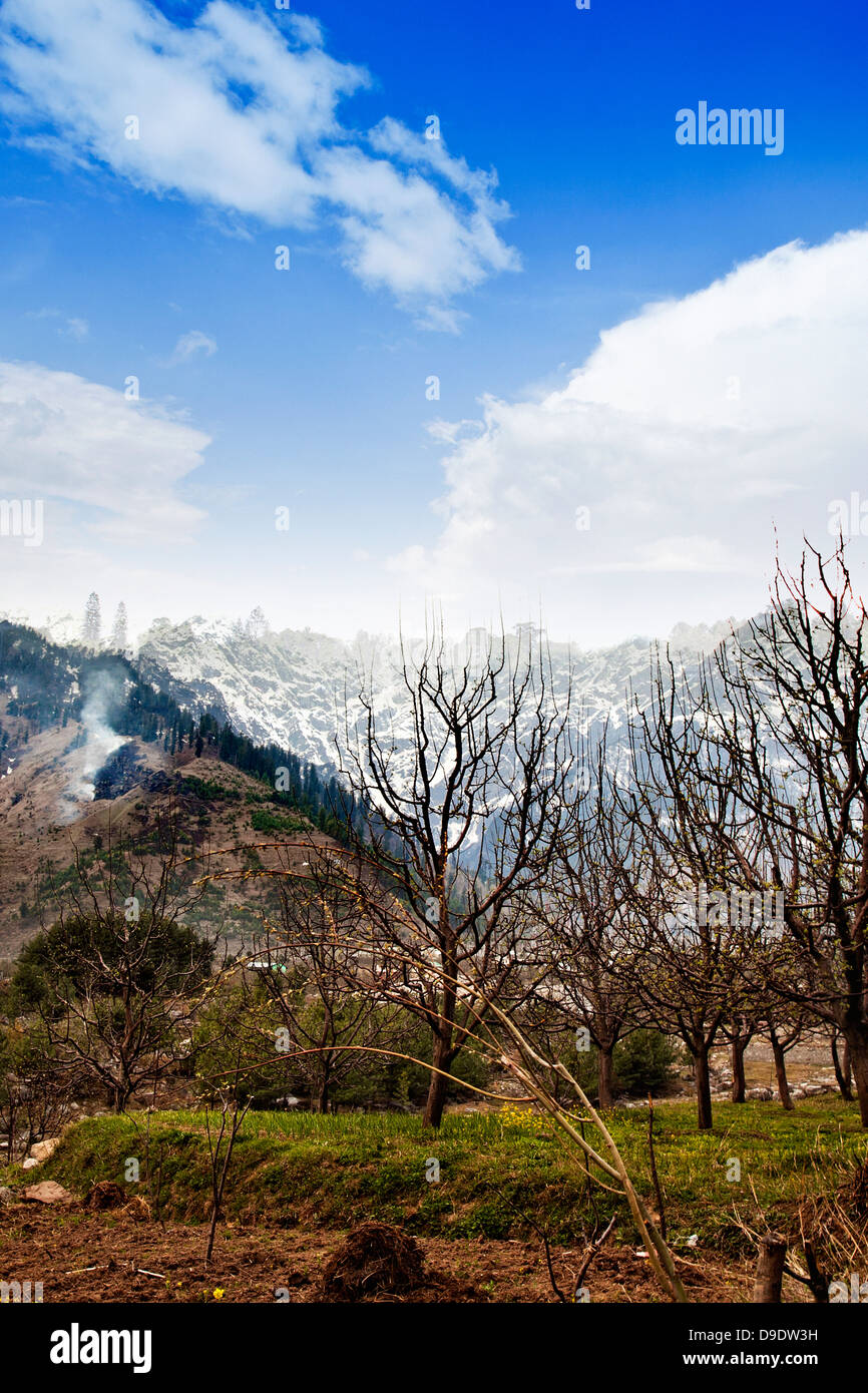 Himachal Pradesh Tree High Resolution Stock Photography and Images - Alamy