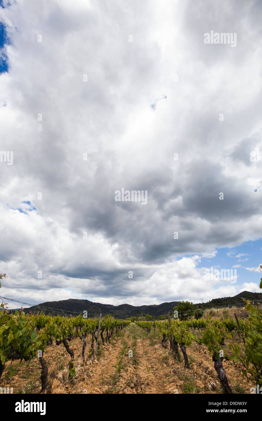 Priorat Vineyards High Resolution Stock Photography and Images - Alamy