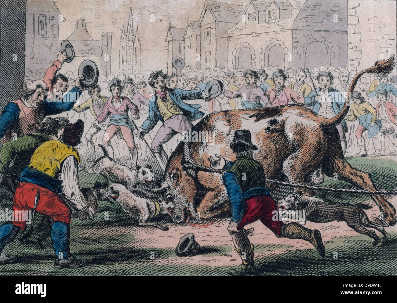 Bull baiting hi-res stock photography and images - Alamy