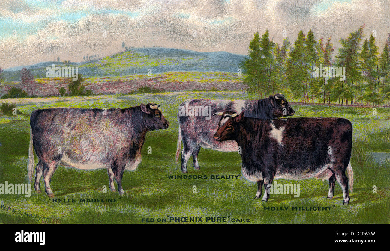 Prizewinning shorthorn heffers hi-res stock photography and images - Alamy