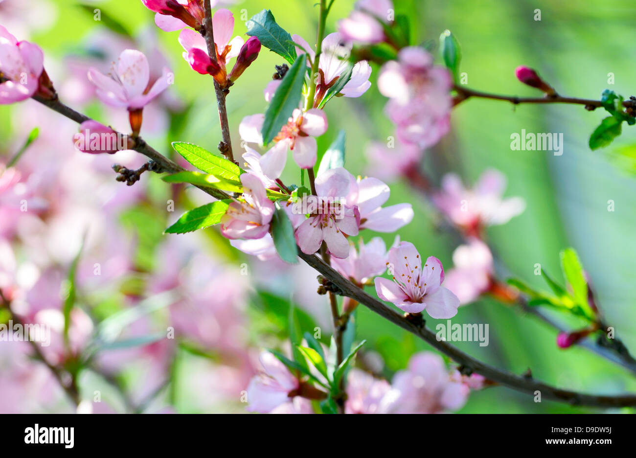 Spring cherry blossoms Stock Photo - Alamy