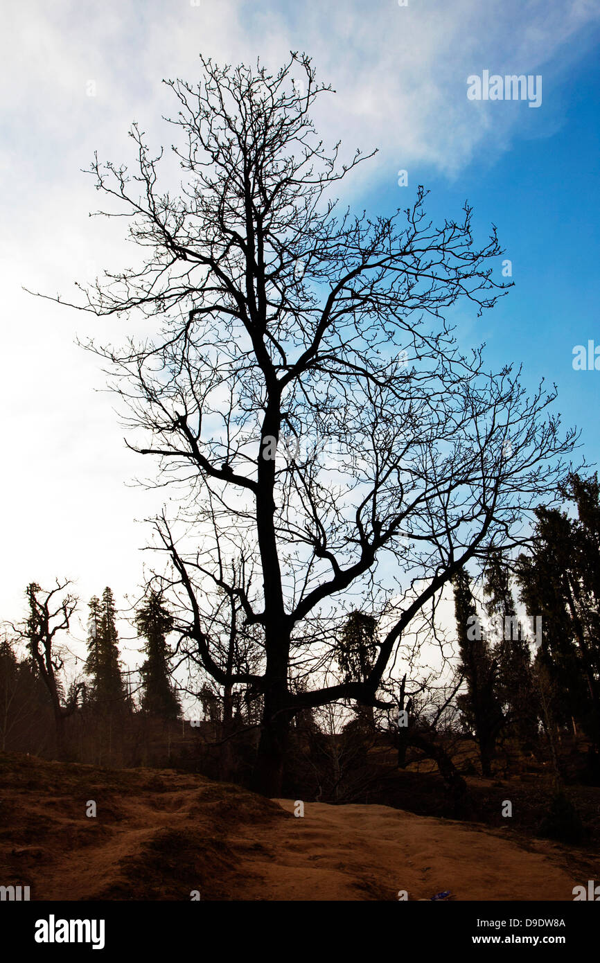 Trees on a hill, Manali, Himachal Pradesh, India Stock Photo - Alamy