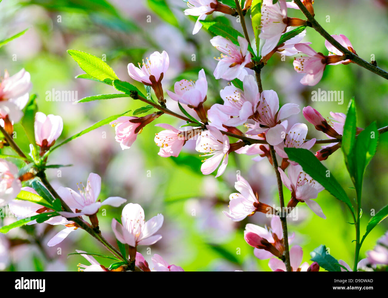 Flowers of cherry Stock Photo - Alamy