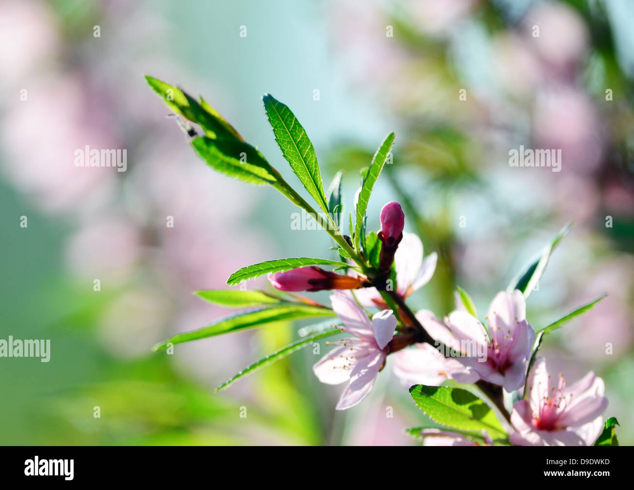 Pink flowers of cherry hi-res stock photography and images - Alamy