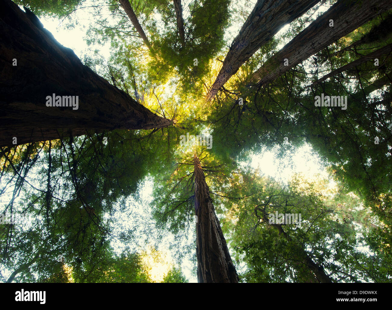 Low angle view of the giant sequoia hi-res stock photography and images ...