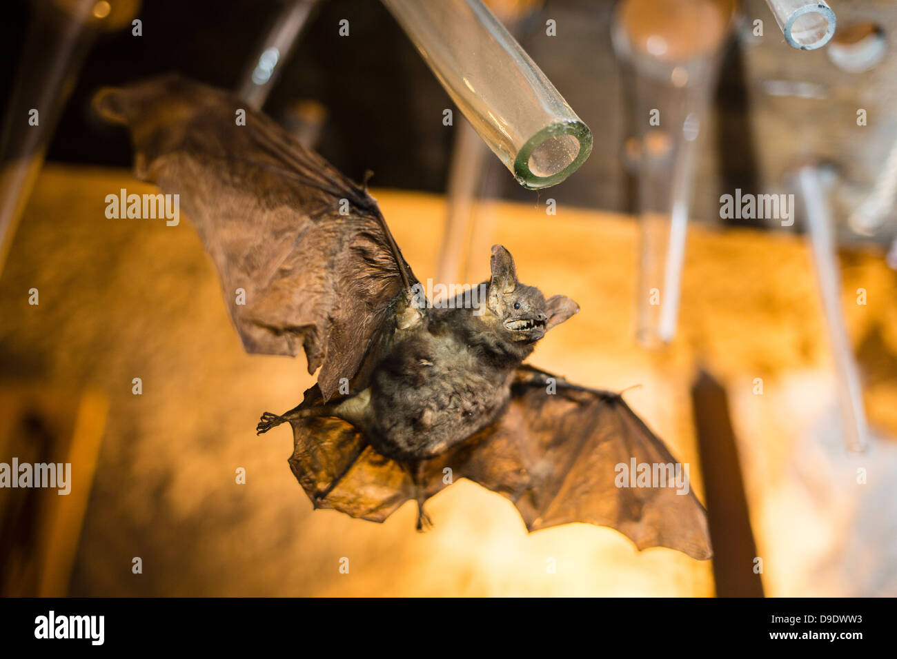 Image of bats hi-res stock photography and images - Alamy