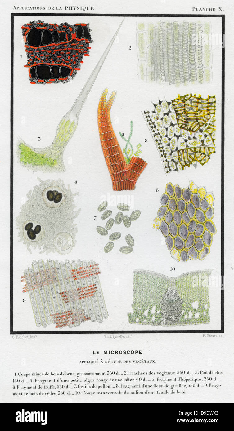 Vegetable objects viewed under the microscope. 1874 Stock Photo - Alamy