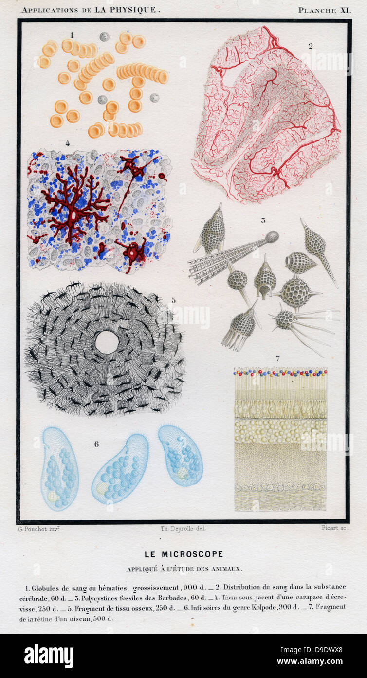 Animal objects viewed under the microscope. 1874 Stock Photo - Alamy