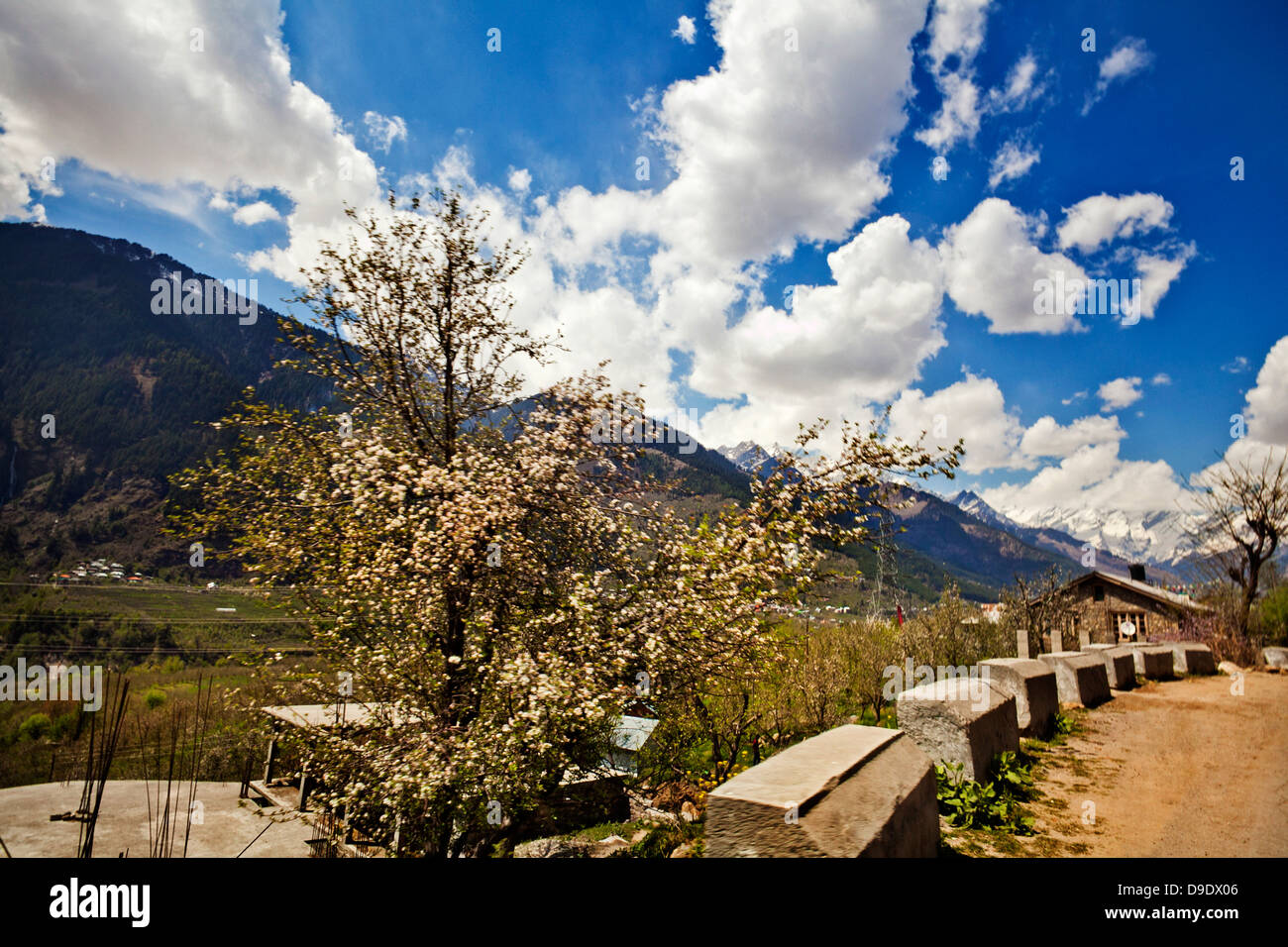 Trees with mountain range in the background, Manali, Himachal Pradesh ...