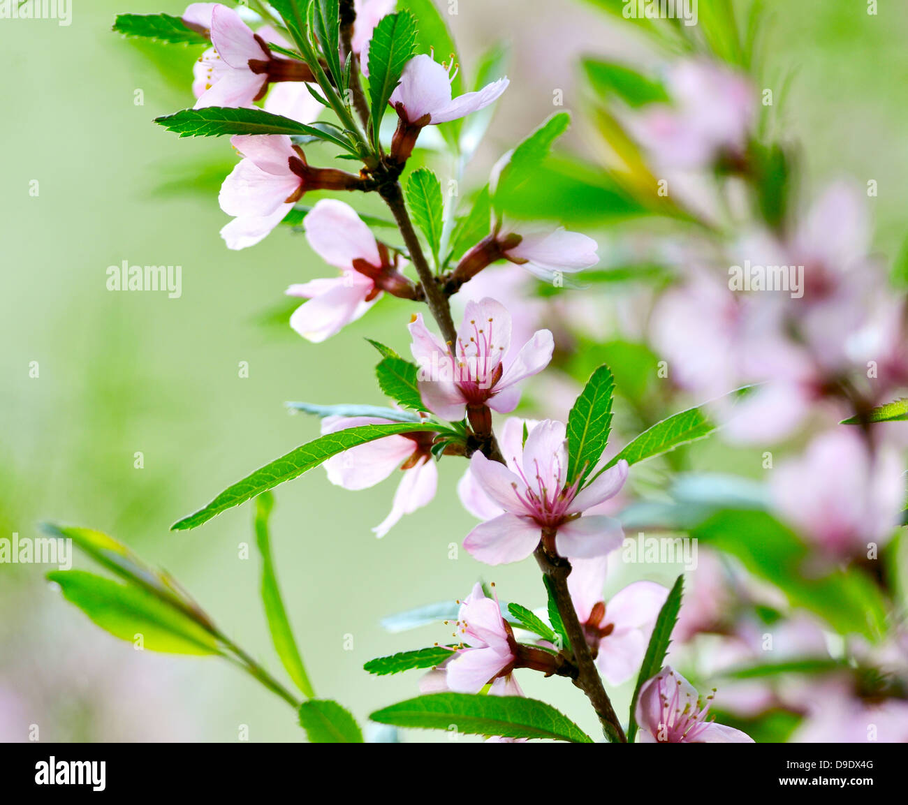 Spring season - pink flowers of cherry Stock Photo - Alamy