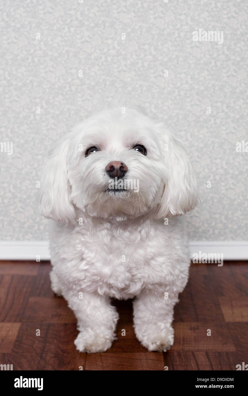 Portrait of a maltese dog Stock Photo - Alamy