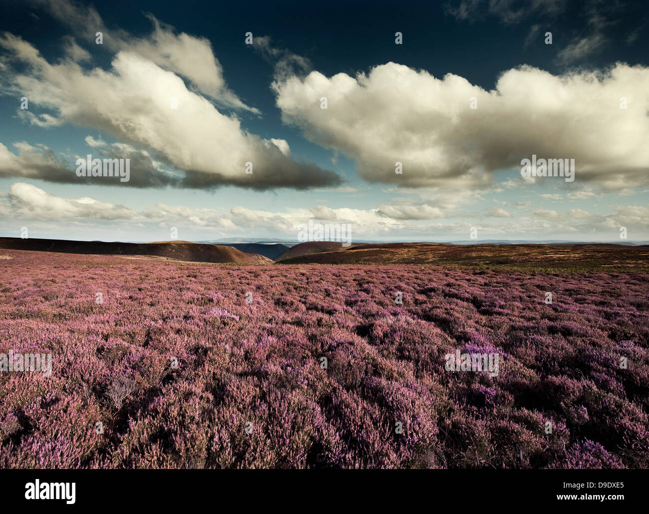 The Long Mynd, Shropshire, England Stock Photo - Alamy