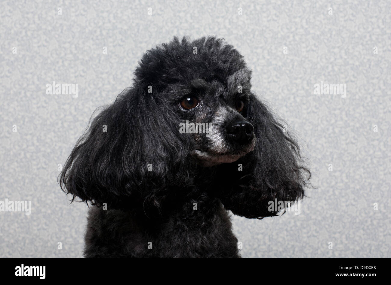 Portrait of a poodle Stock Photo - Alamy