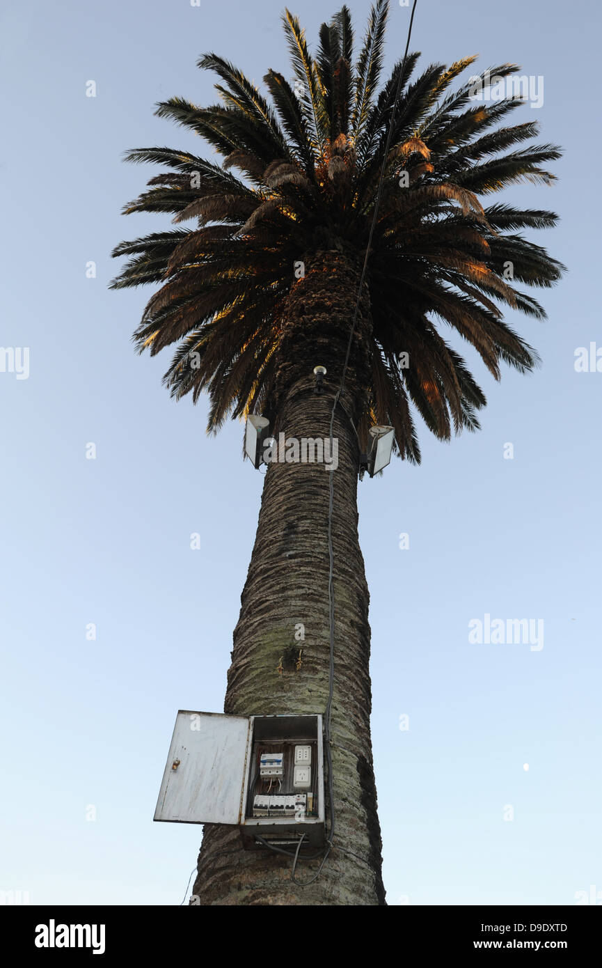 electric panel on a palmtree Stock Photo - Alamy