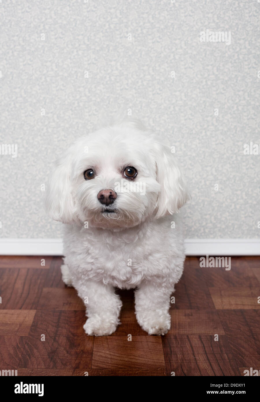 Portrait of a maltese dog Stock Photo - Alamy