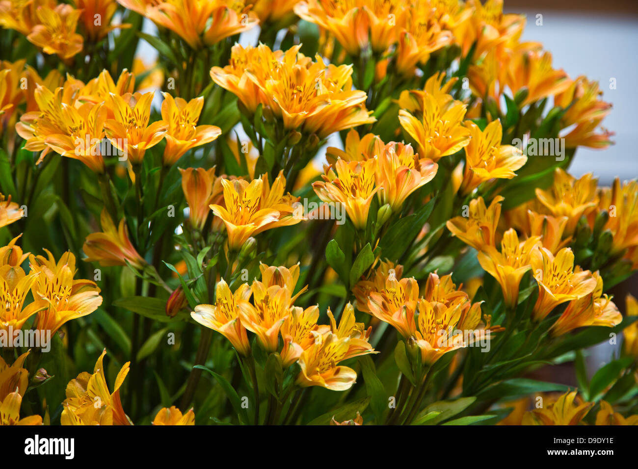 Shimla flower hi-res stock photography and images - Alamy