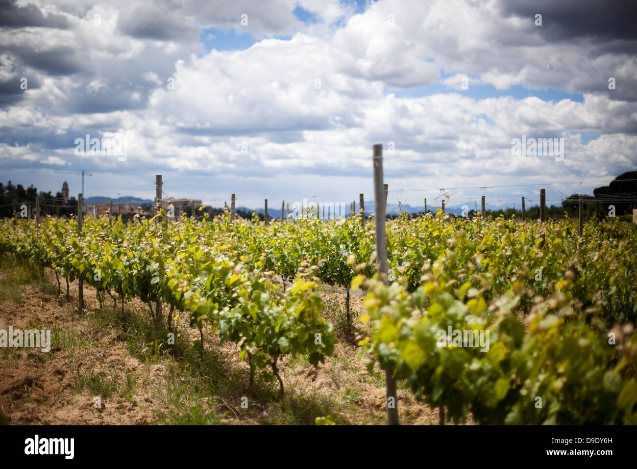 Priorat Vineyards High Resolution Stock Photography and Images - Alamy
