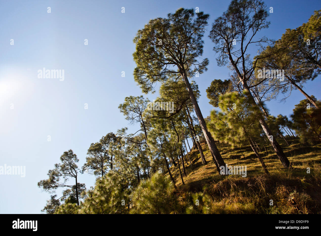 Trees in mountainous area, Kasauli, Solan District, Himachal Pradesh ...