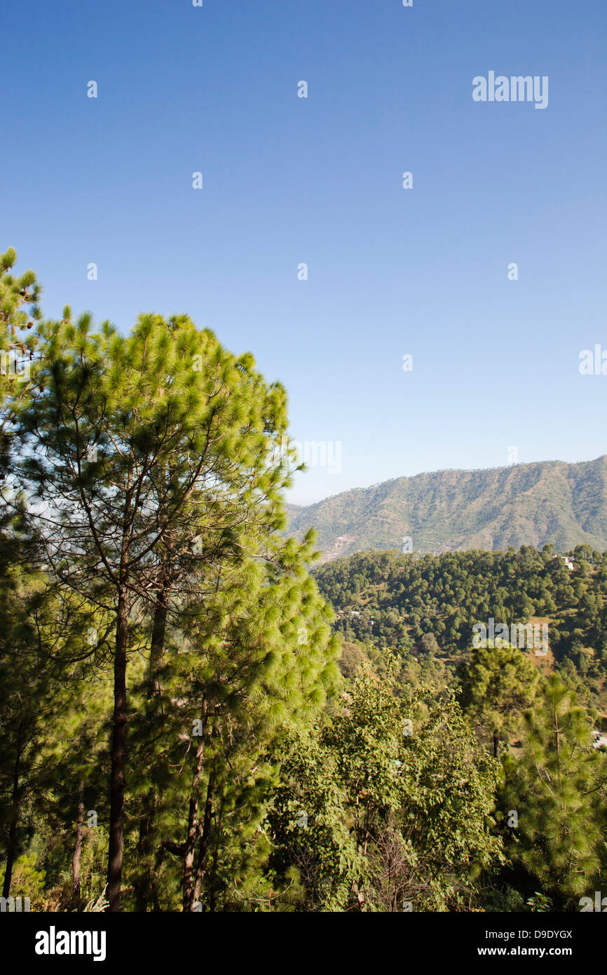 Trees in forest with mountain in the background, Kasauli, Solan ...