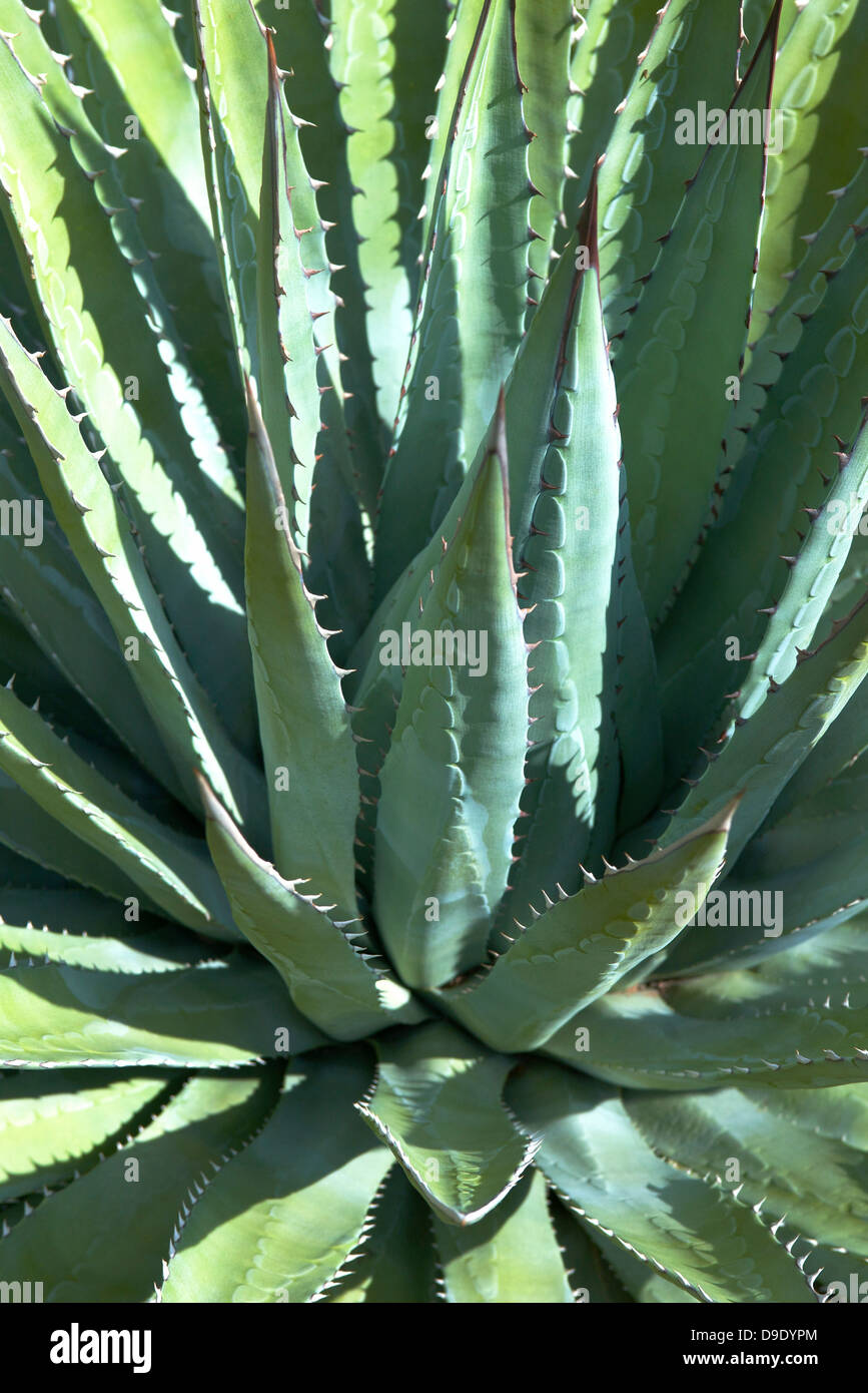 Agave plant, close up Stock Photo - Alamy
