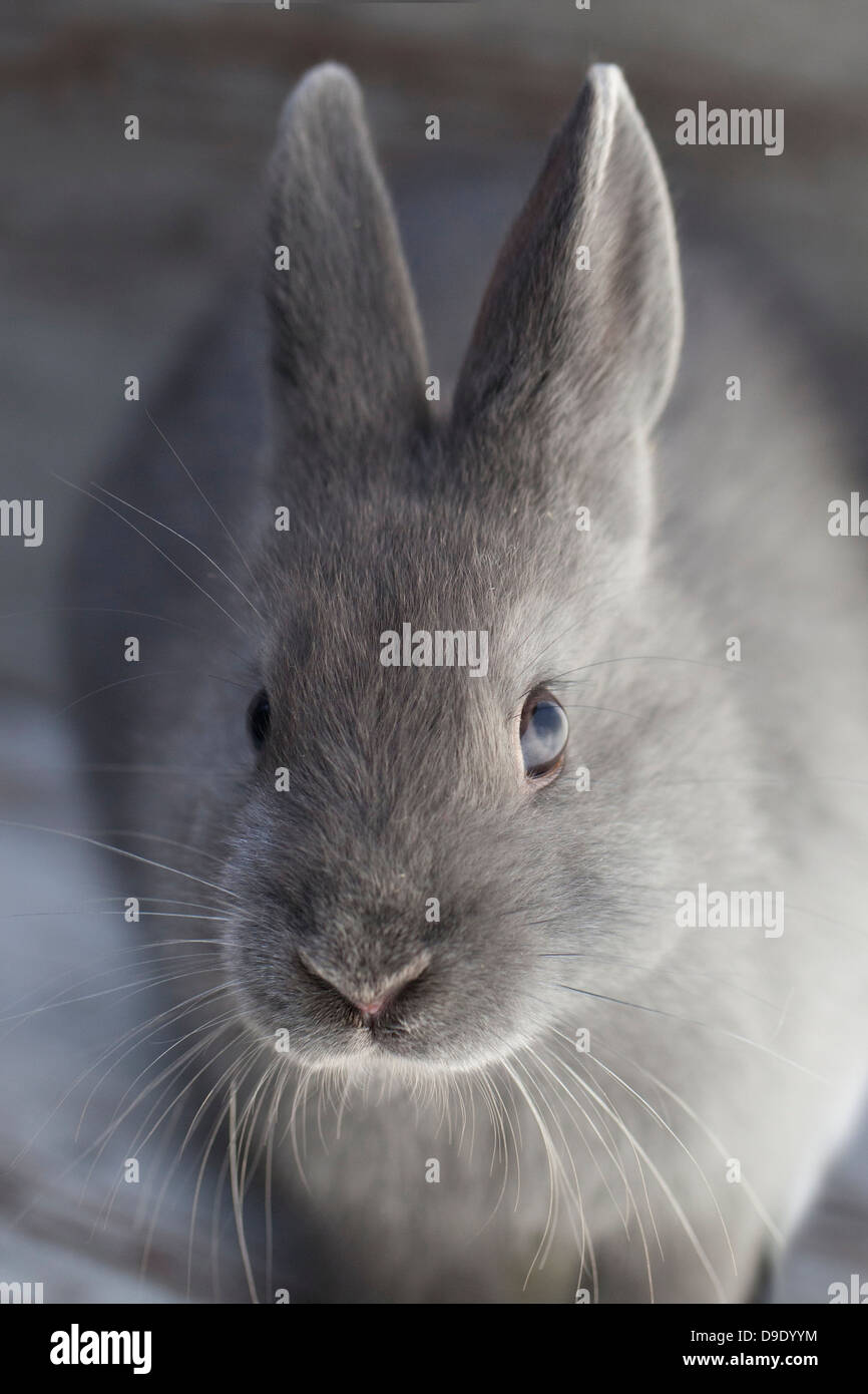 Grey bunny hi-res stock photography and images - Alamy