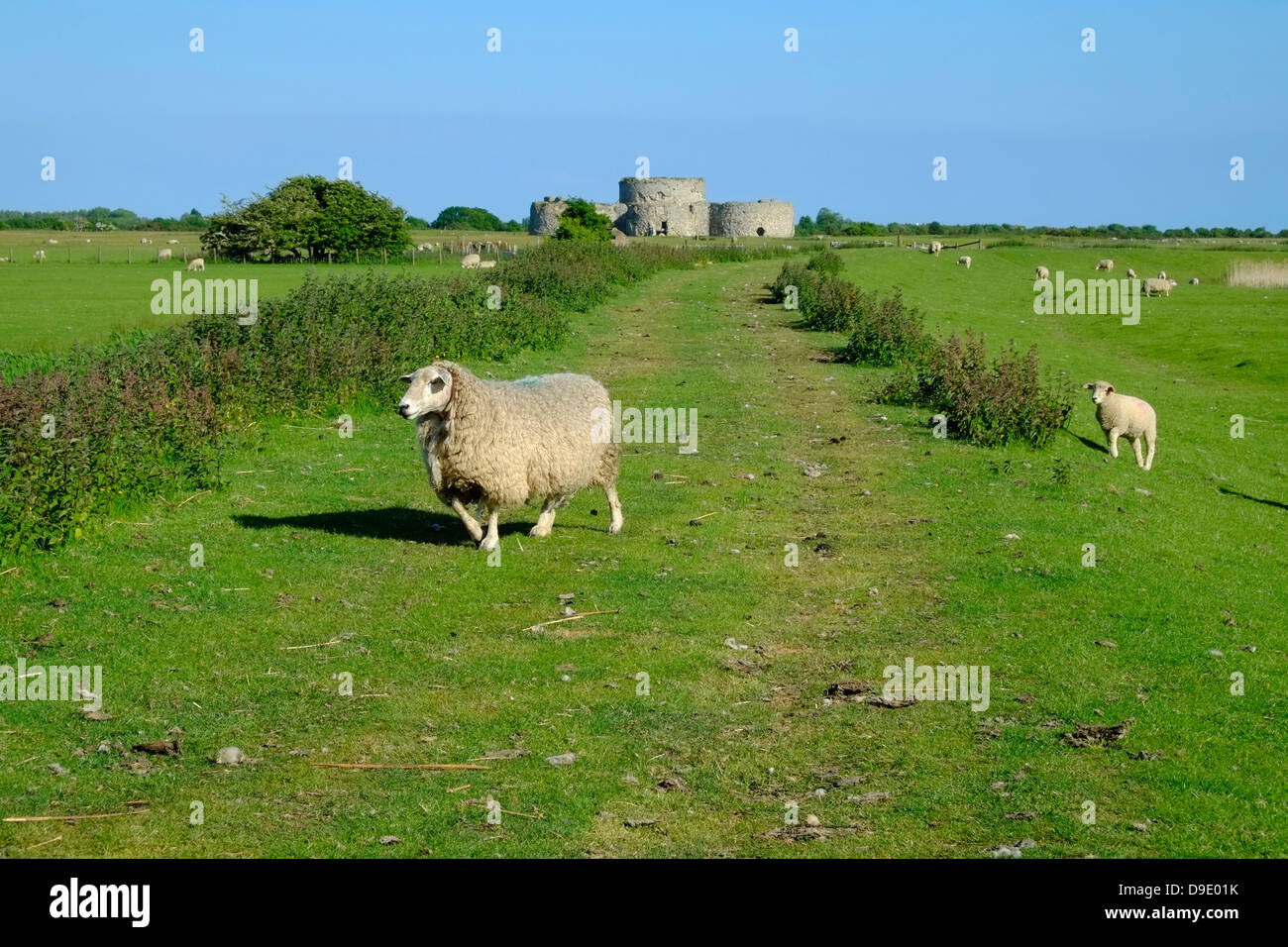 Lambs crossing hi-res stock photography and images - Alamy