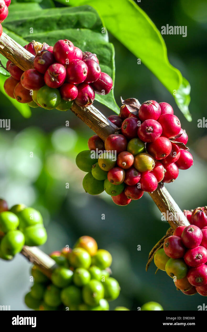 Coffee bean tree hi-res stock photography and images - Alamy