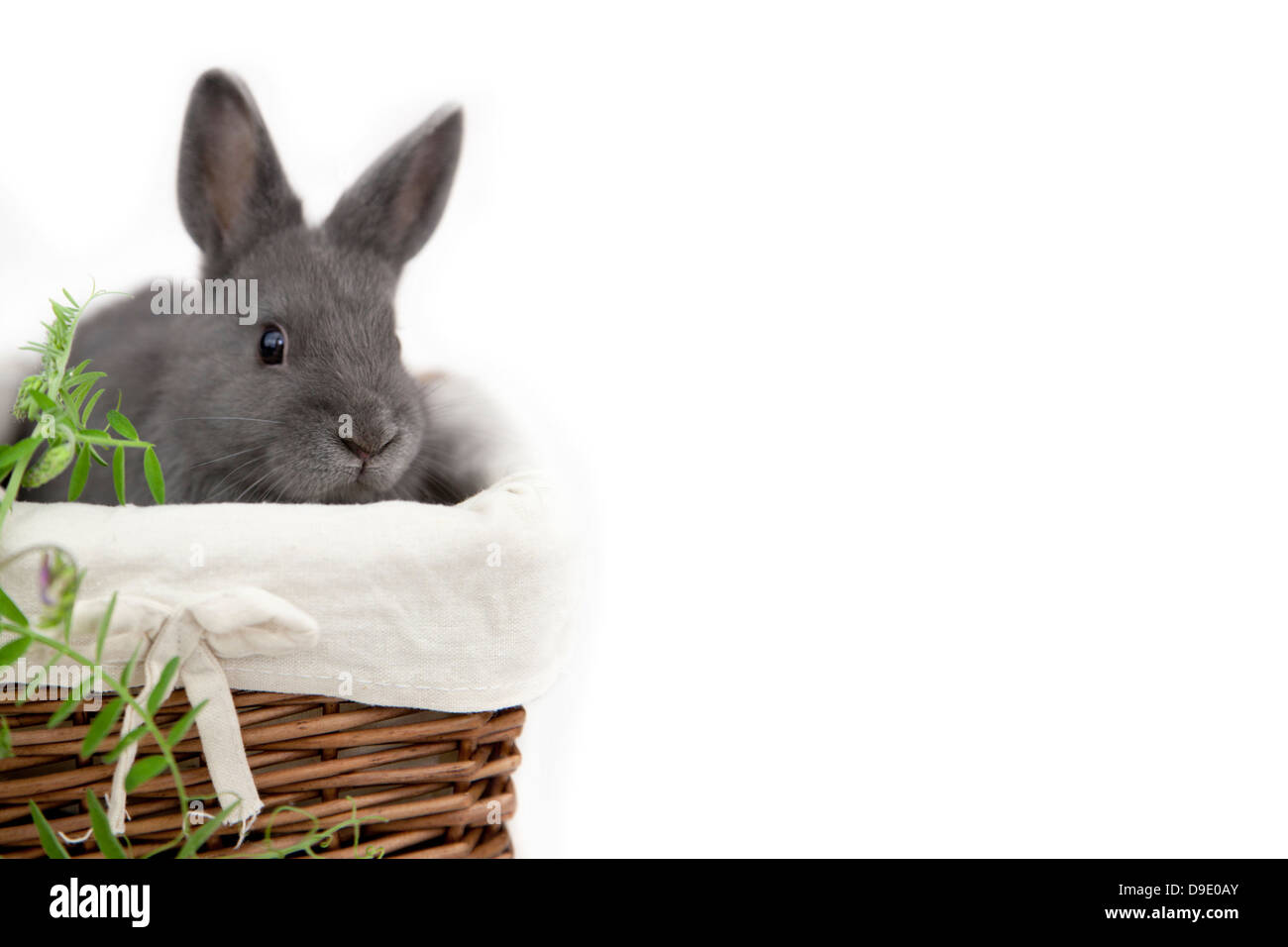 Cute gray bunny in basket with copy space for your text Stock Photo - Alamy