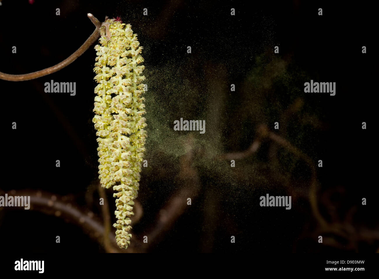 pollen is dispersed by the wind from a willow catkin Stock Photo - Alamy