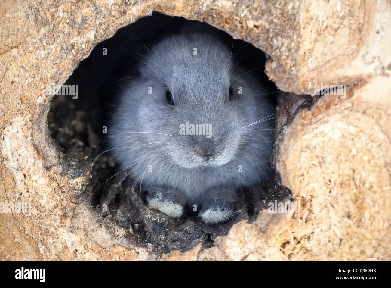 Bunny in tree hole Stock Photo - Alamy