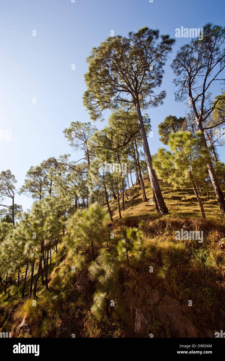 Trees in mountainous area, Kasauli, Solan District, Himachal Pradesh ...