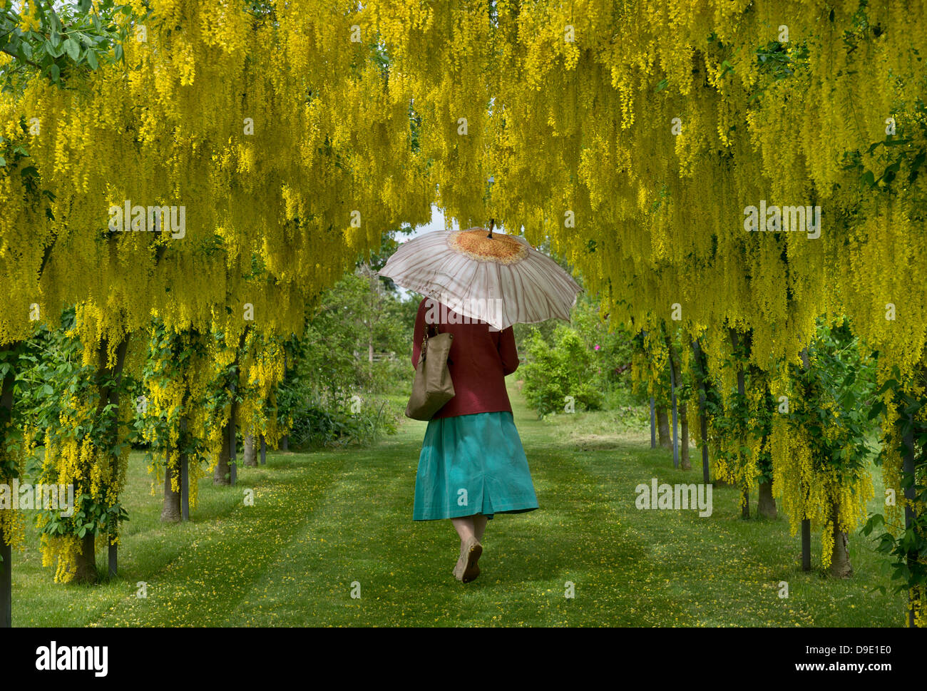 A Laburnum arch in an English garden UK Stock Photo - Alamy