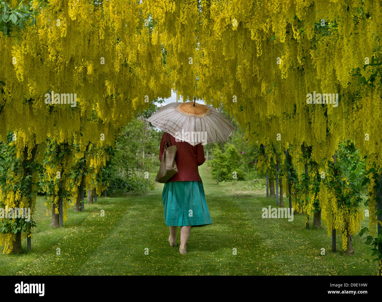 Laburnum arch hi-res stock photography and images - Alamy