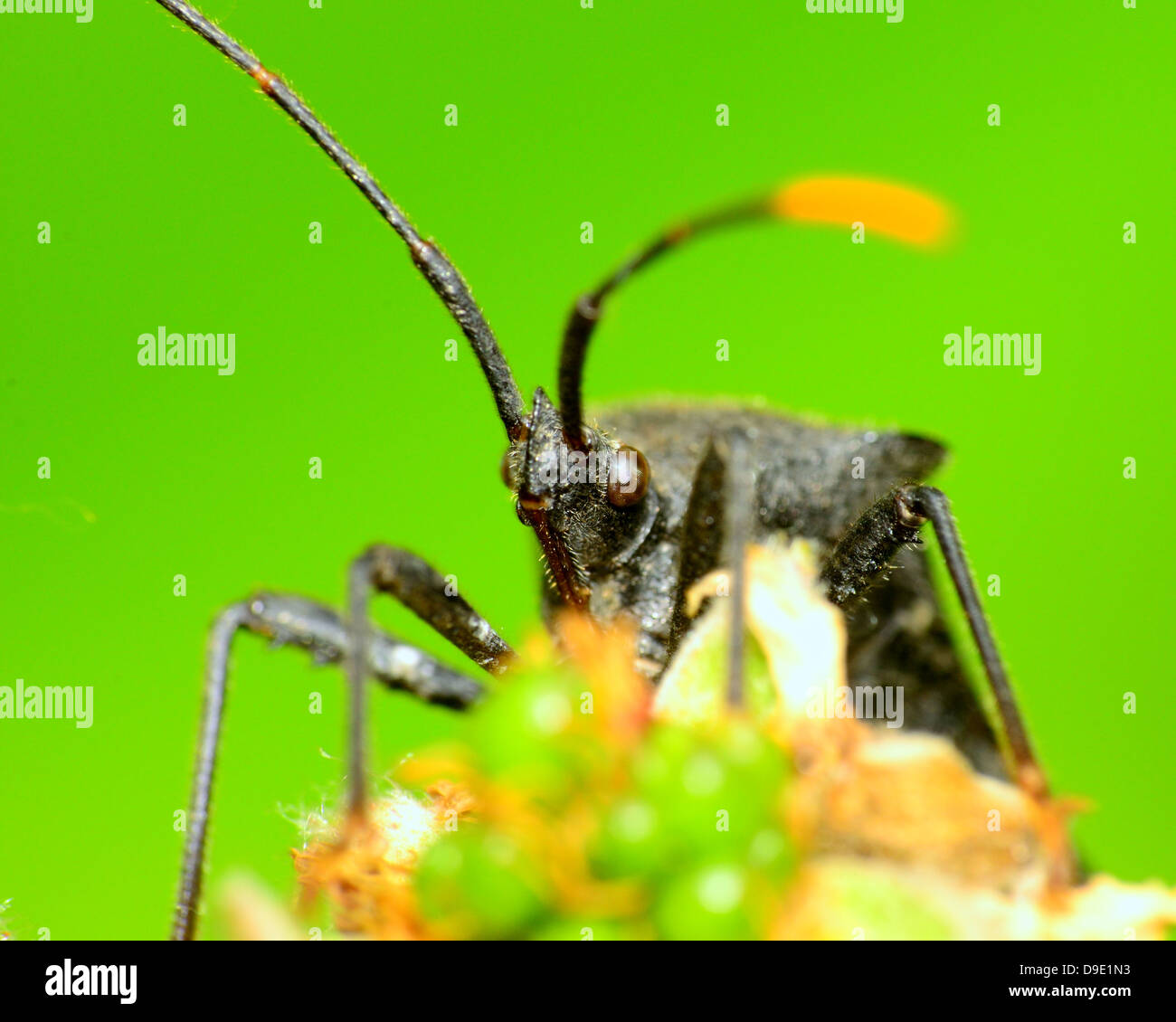 Black Stink Bug perched on top of a wild plant Stock Photo - Alamy